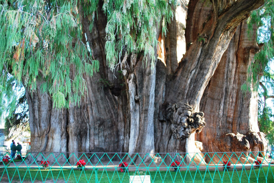 バチェラー5のロケ地はメキシコ！リメンバーミーの舞台？観光地 | chachaip Labo